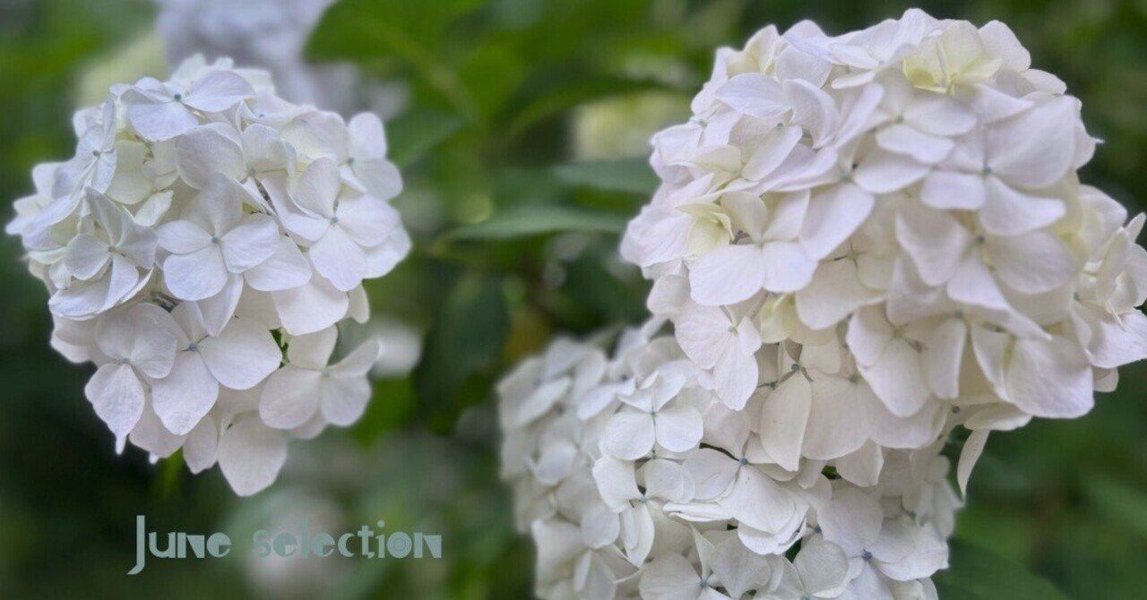 湯村りす (Yumura Risu)｜note