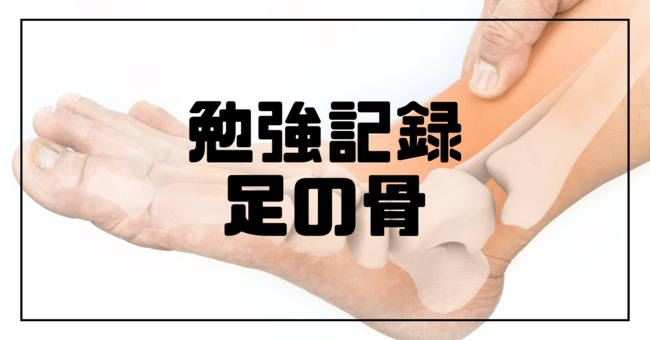 足の骨を書いてみた｜Miyata Yuya