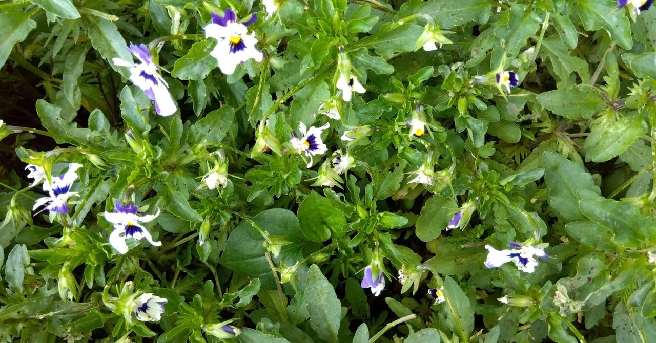 「con sord. / block」2023年6月13日の日記｜花月