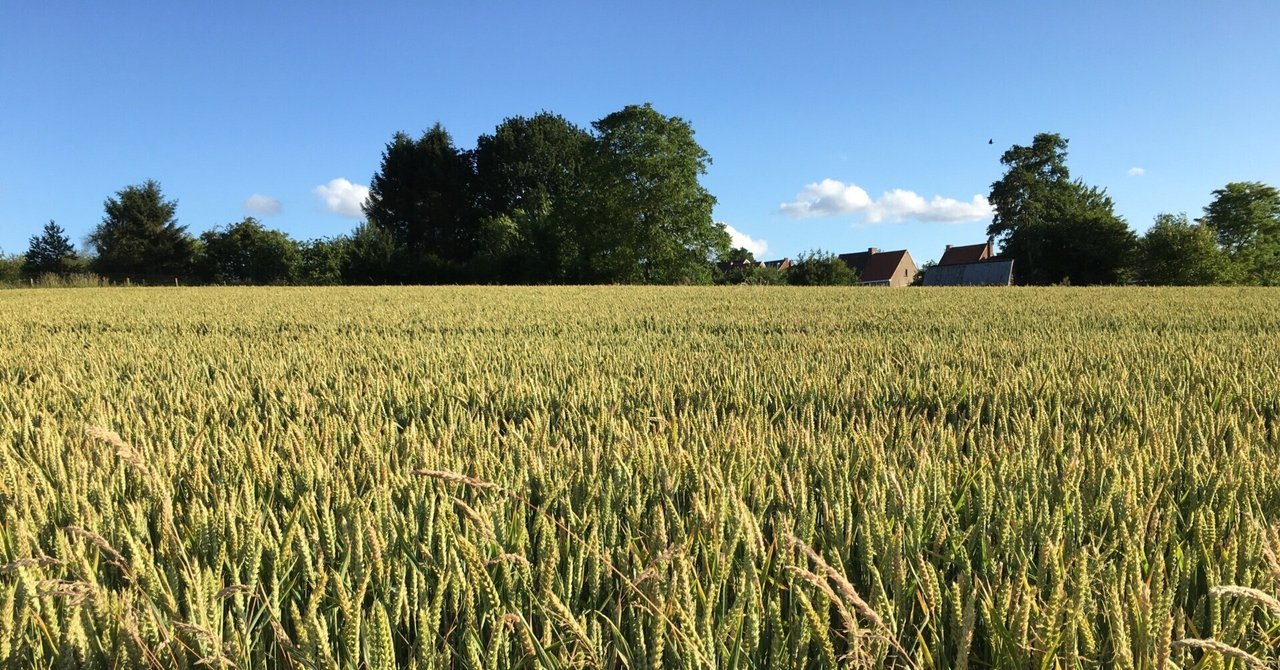 ビールと水〜⑫麦芽の話｜Shiro Yamada