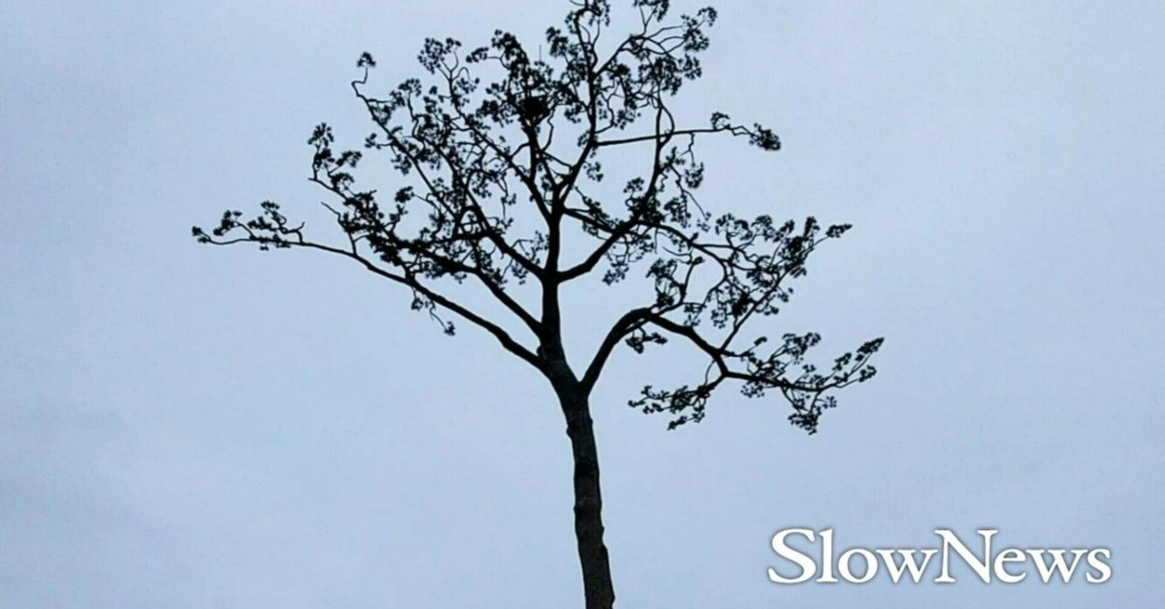 「あなたを決して死なせたくない」必読の記事、必見の番組をまとめました｜SlowNews | スローニュース