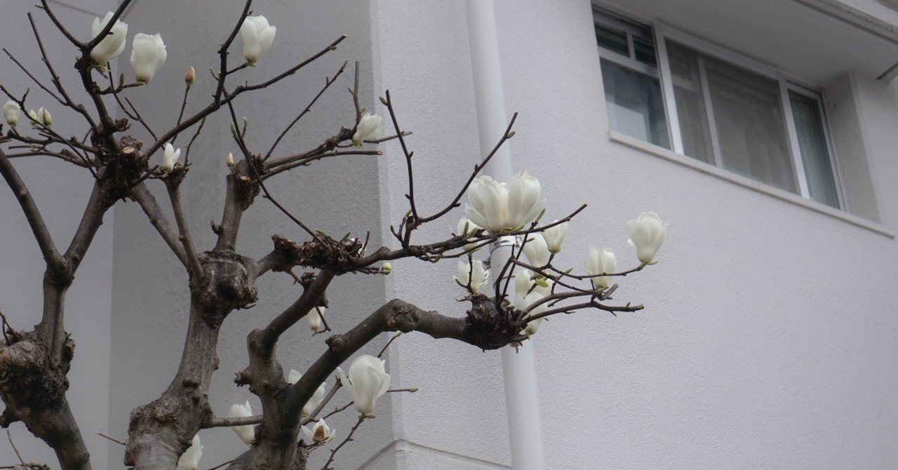 Chinese White; 伝わらないこと｜Erico TERADA｜note