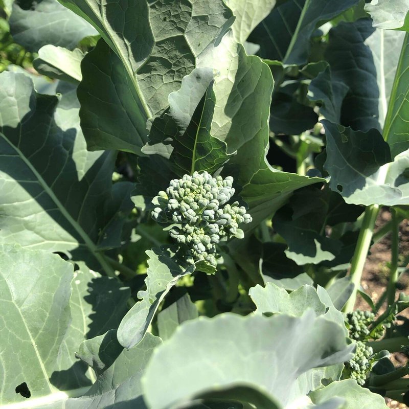 畦板レイズドベッドはどうなった？｜Teko-Saku