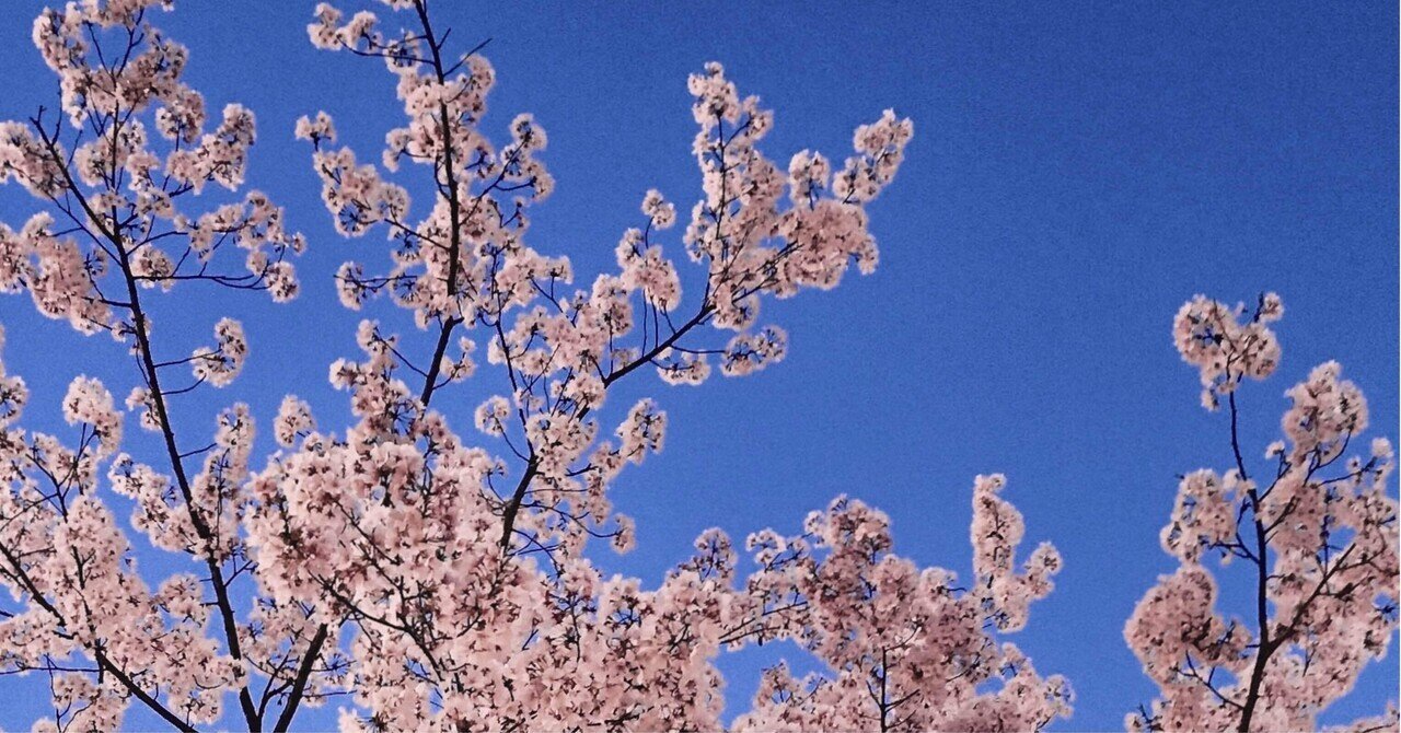 vol.1『Sakura Diary』｜とんとん