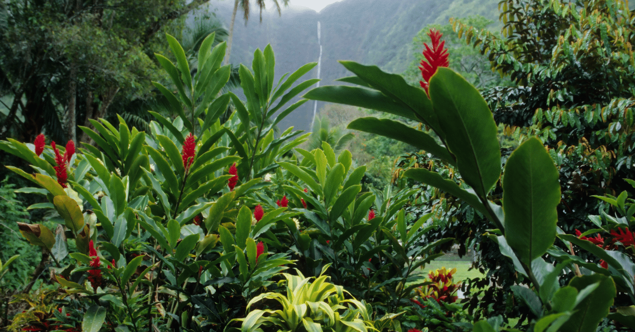 【03】フラワーエッセンスとの出逢い｜Satoko