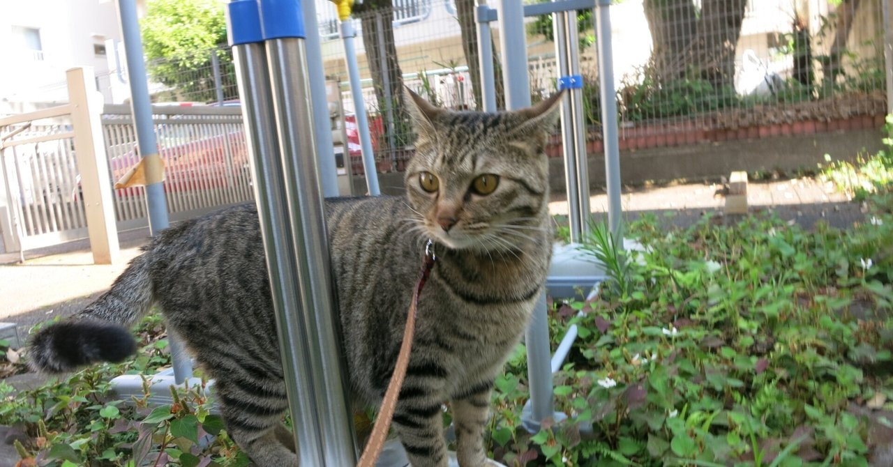 Eye Of The Tiger！｜紅＝猫の瞳に恋する執事 Ti amo♡ ＃キジトラ ＃note ＃小説 ＃エッセイ ＃猫がいる幸せ