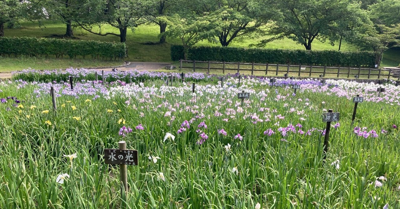 紫陽花＆菖蒲＆アゲハ蝶の幼虫｜chisa-rim