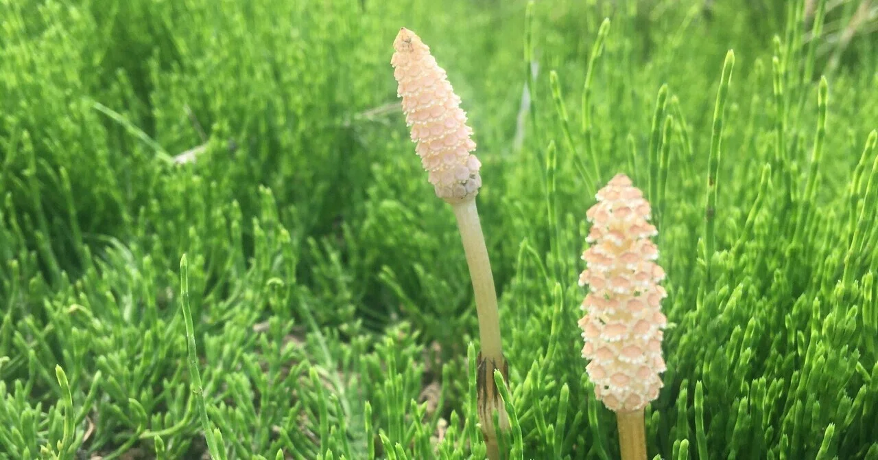 ⭐️【食べられる野草】美容に役立つ薬草「スギナ」レシピまとめ｜しずか@無農薬農業
