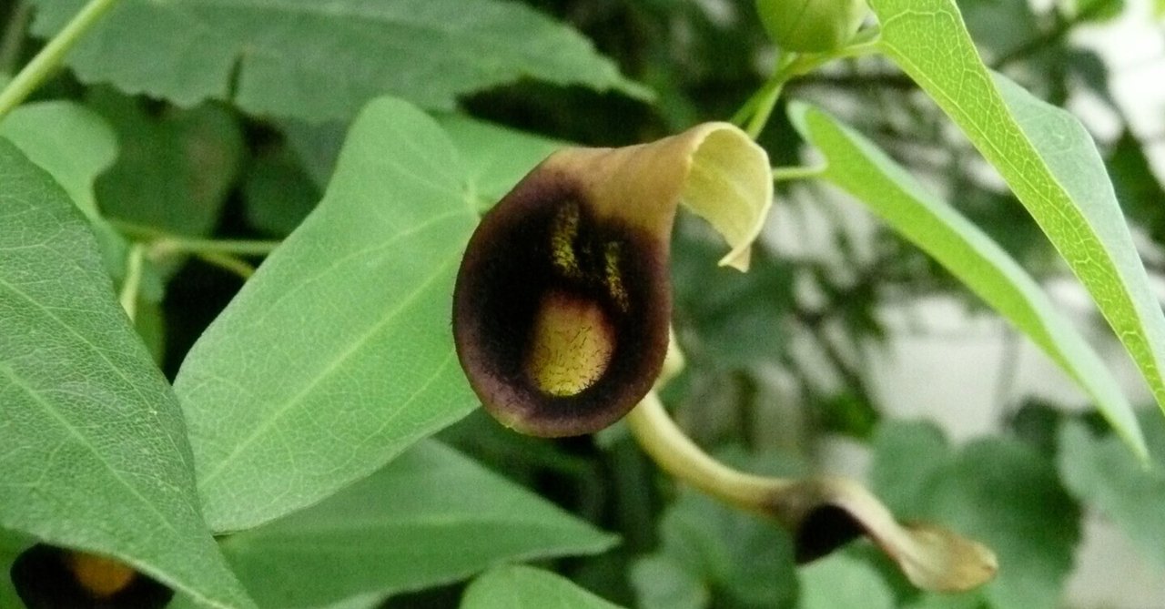 ウマノスズクサ｜Tetsuya Maeda