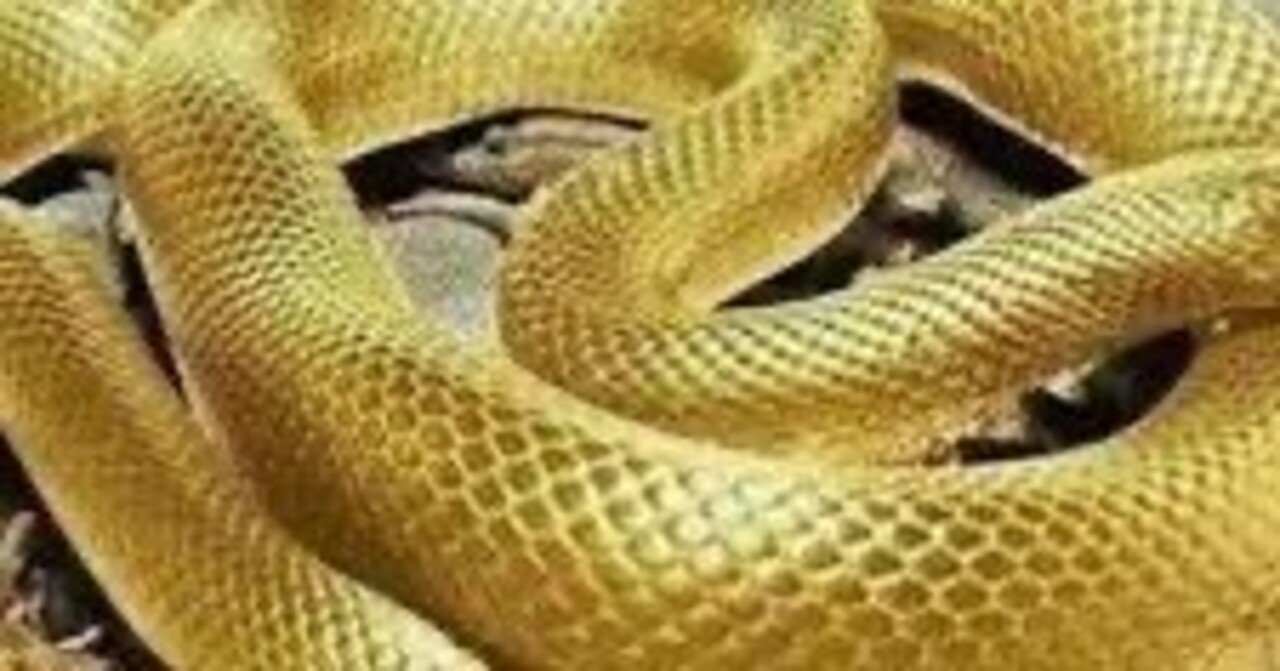 小倉6R17:50🔥🔥🔥｜#ゴロリ #競輪予想 #万車 #開運 #金運