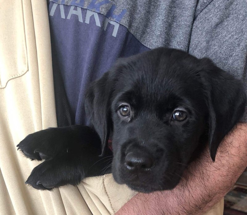 パピーウォーカー 先住犬と共に｜ユメカ（Yumeka.yy）