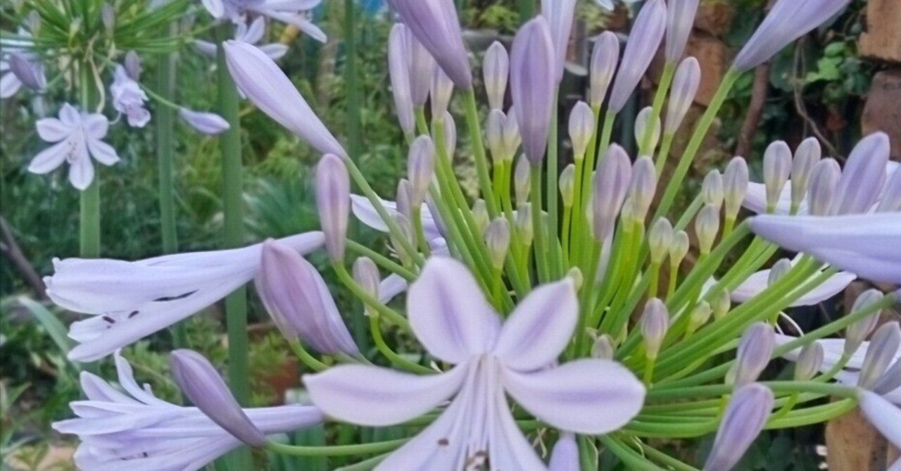 ライトワーカーの為の願い事を叶える方法②（信じて委ねる･･）｜mother_yuuki