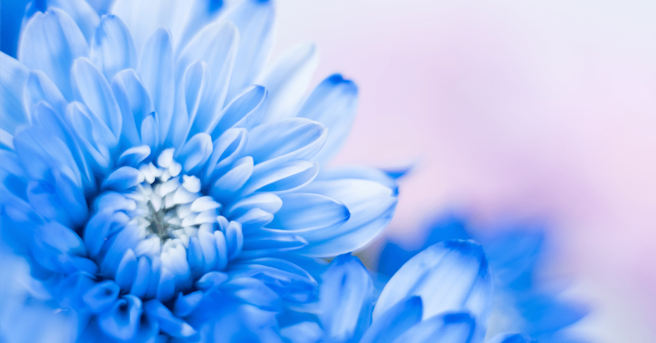 7月のスケジュール｜Saki Shirai