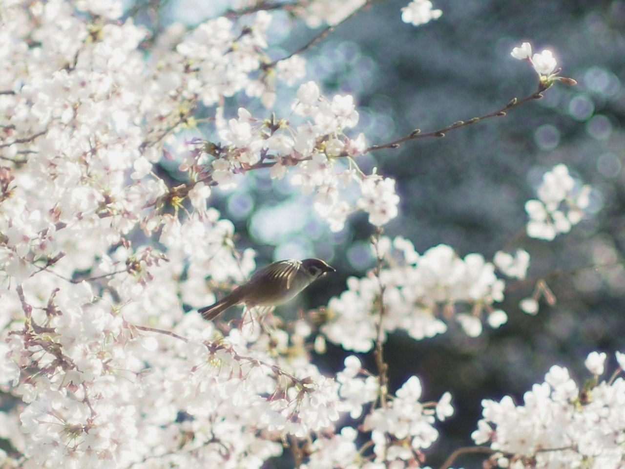 桜のある風景＠Meijo koen｜毒多
