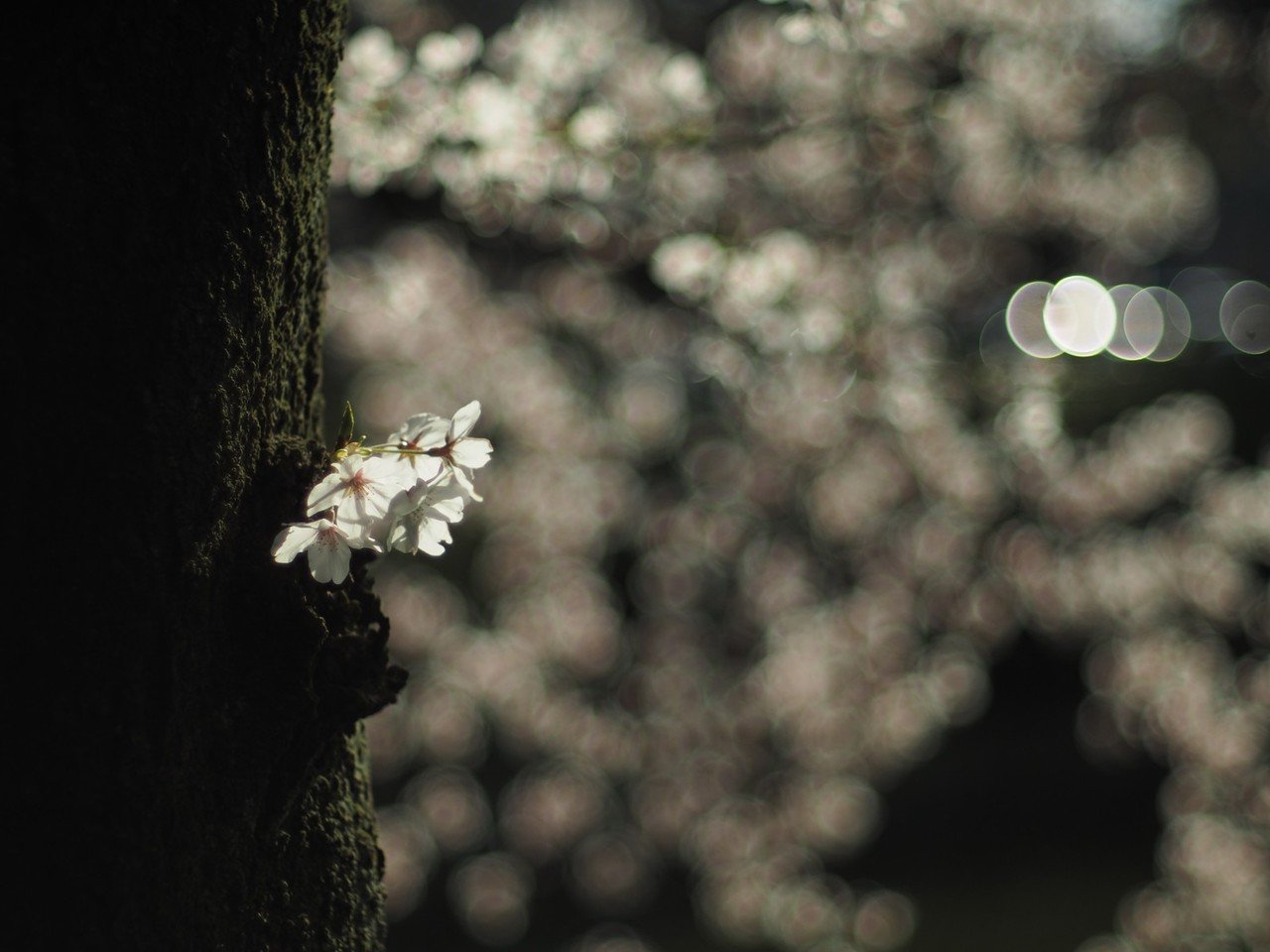 桜のある風景＠Meijo koen｜毒多