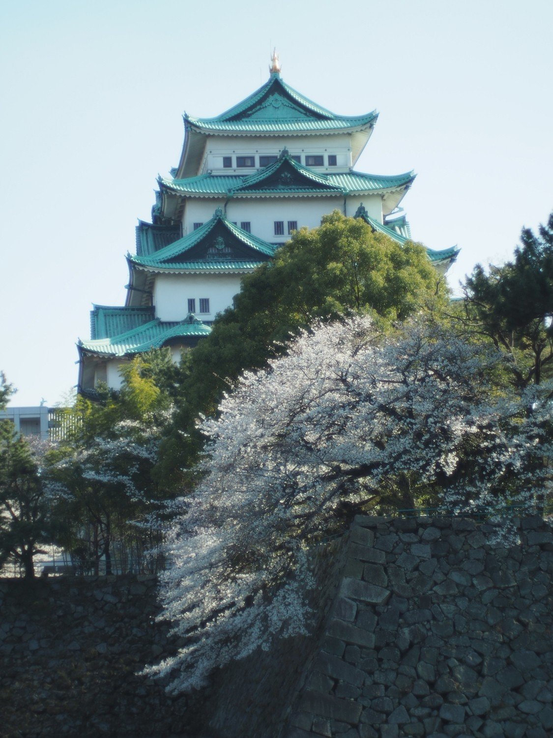 桜のある風景＠Meijo koen｜毒多