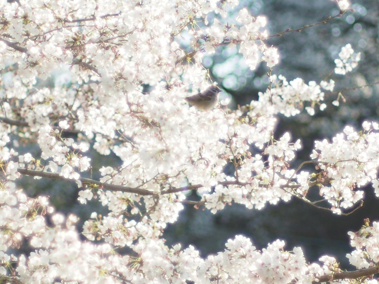 桜のある風景＠Meijo koen｜毒多