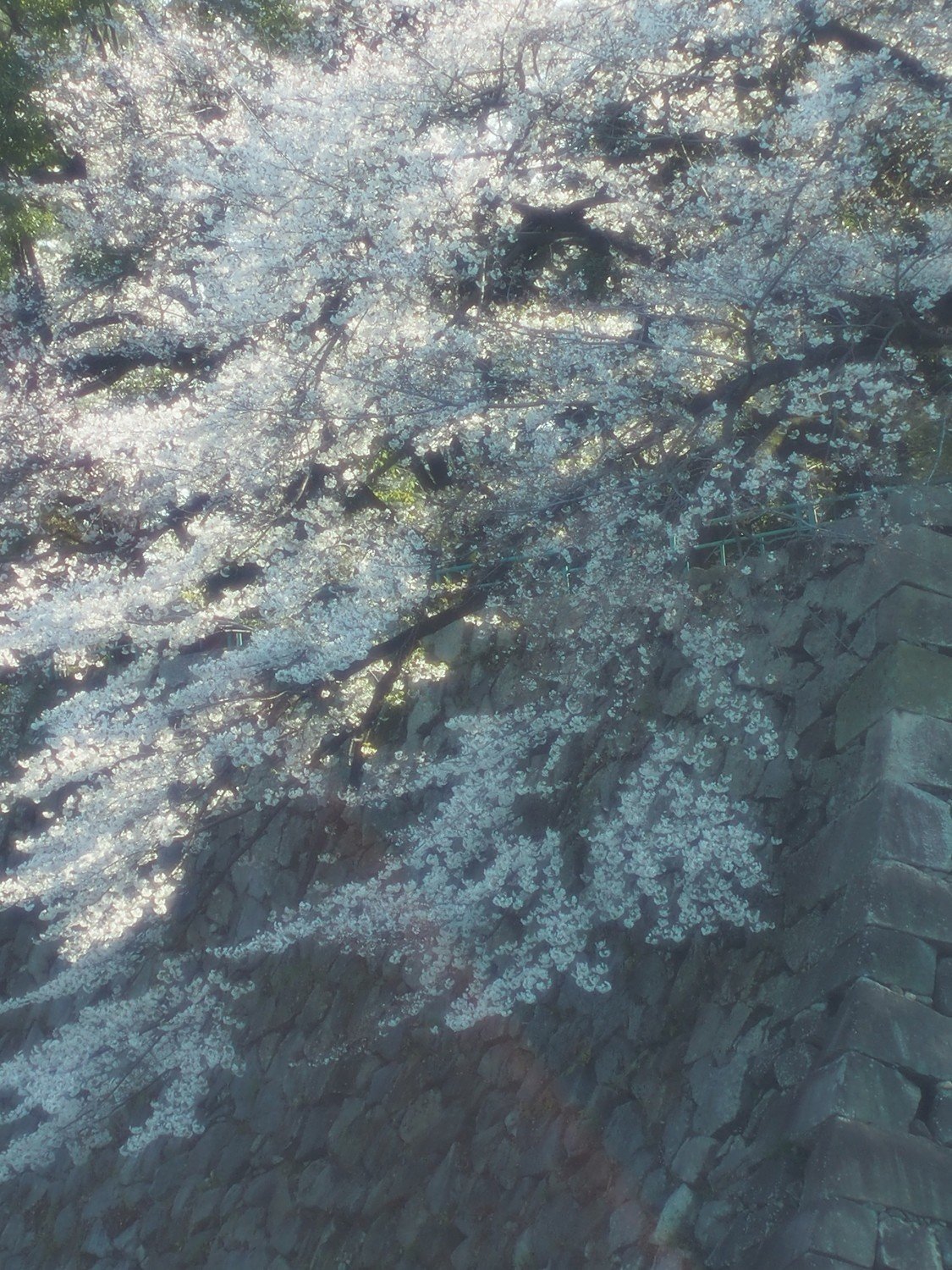 桜のある風景＠Meijo koen｜毒多