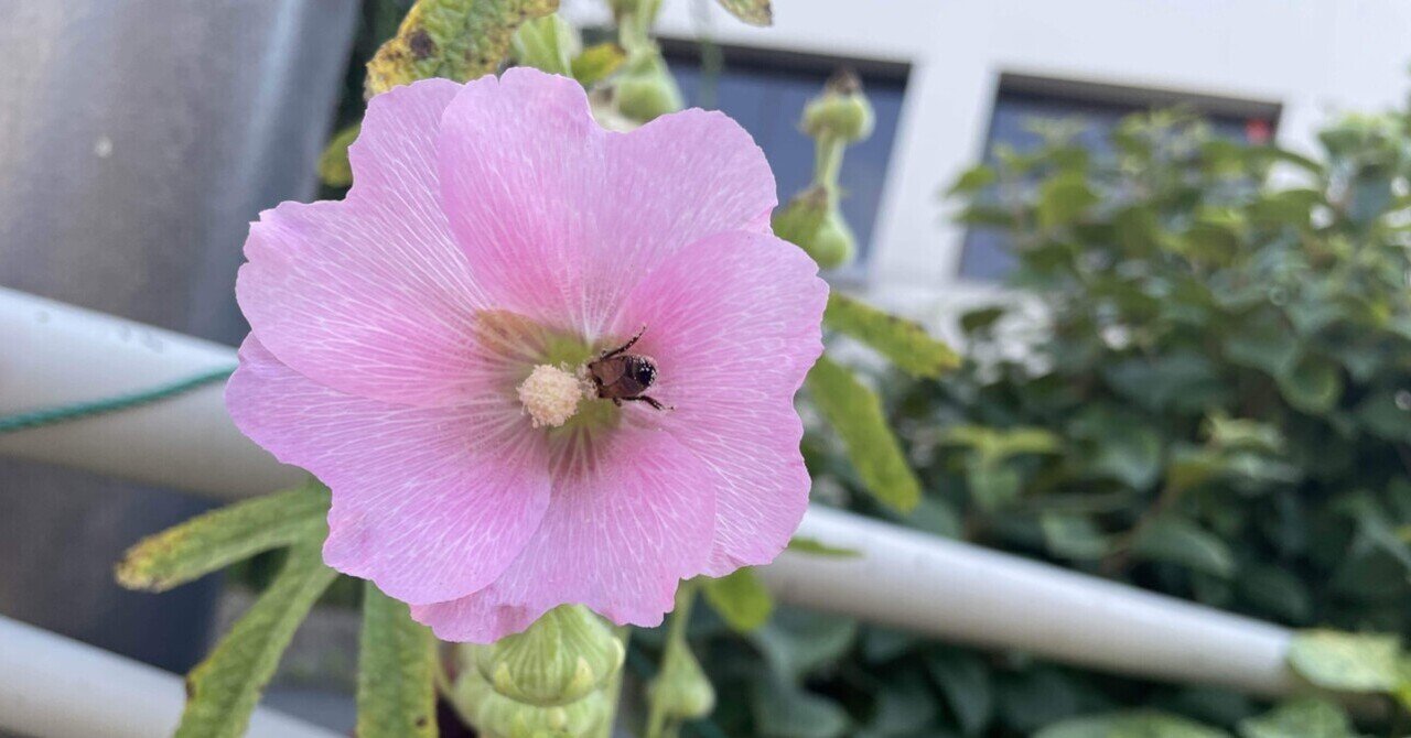 女王蜂に振り回される【養蜂生活795日目】｜yabusan（823）