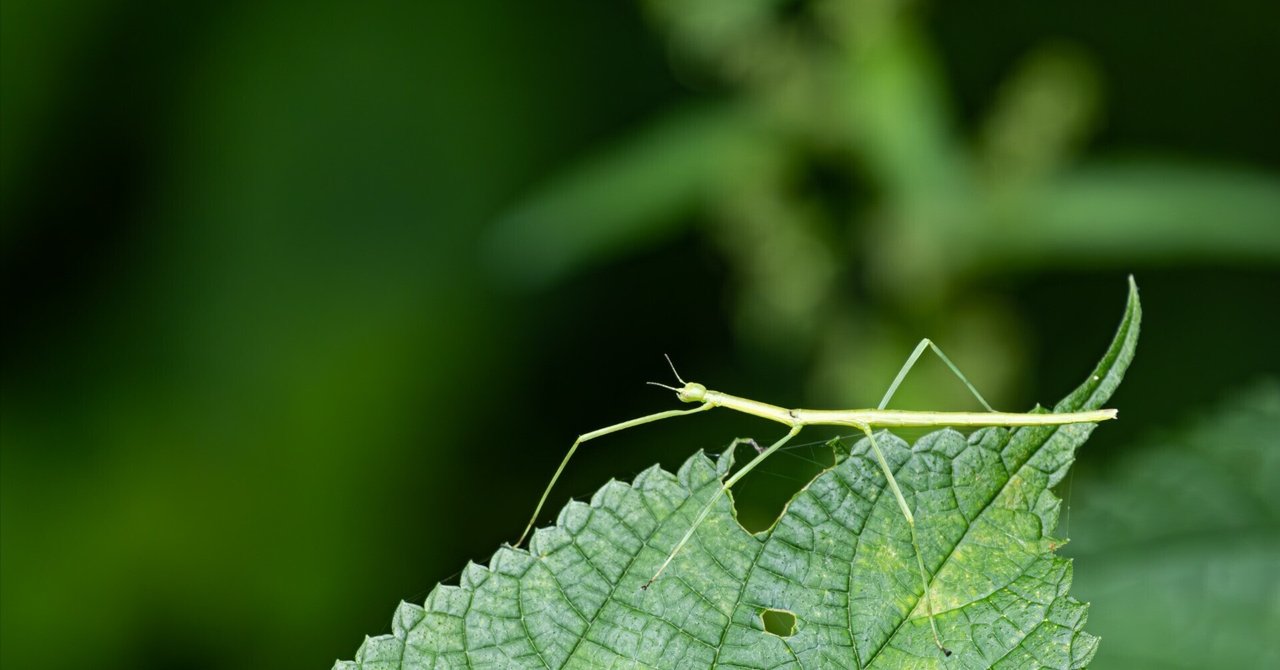 ナナフシモドキの写真 Ramulus mikado Photo｜yohaku_photo