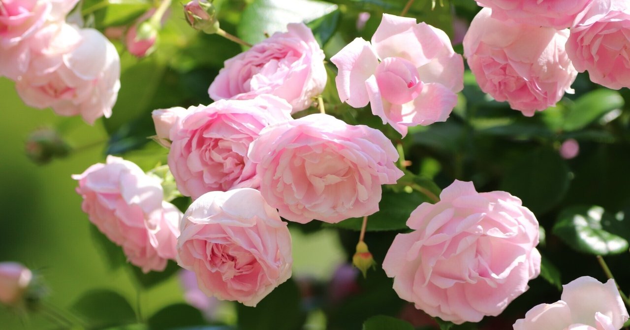 Stroll & Snaps, Vol. 61: 界隈の彩｜Strolling Ricky