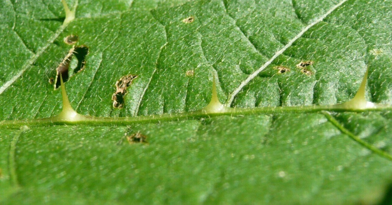 トゲだらけ ワルナスビ｜Tetsuya Maeda