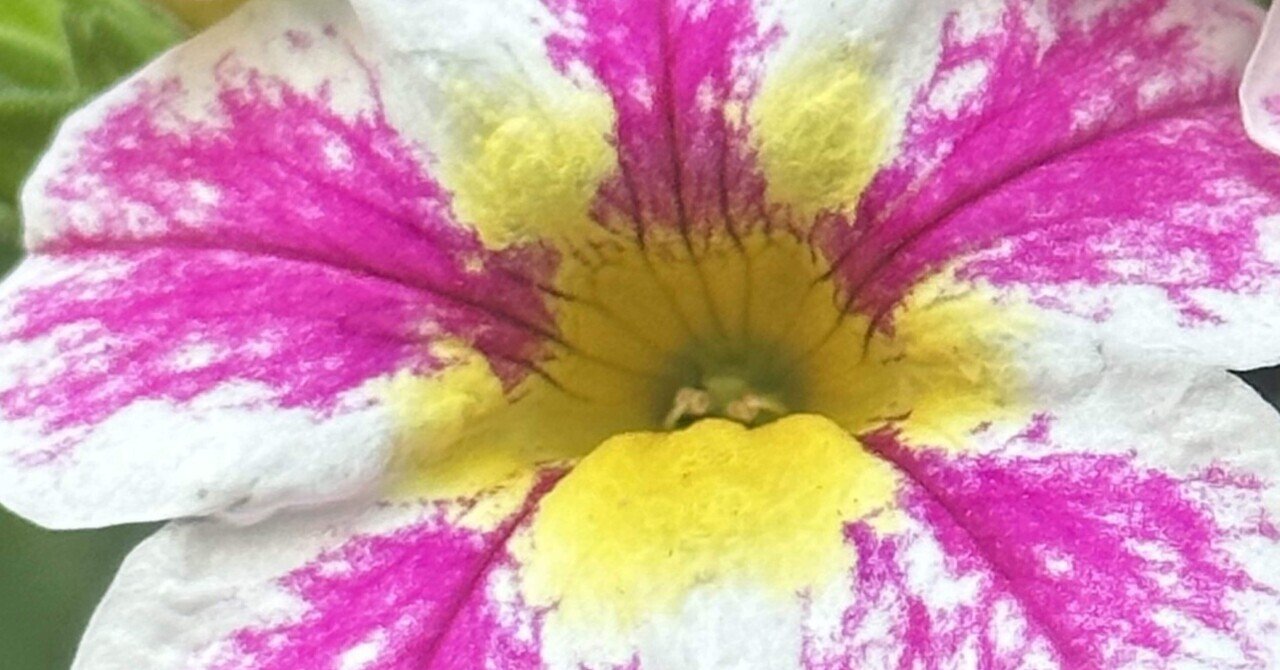 PETUNIA - SUPER BELL HOLY COW｜EGGSEED
