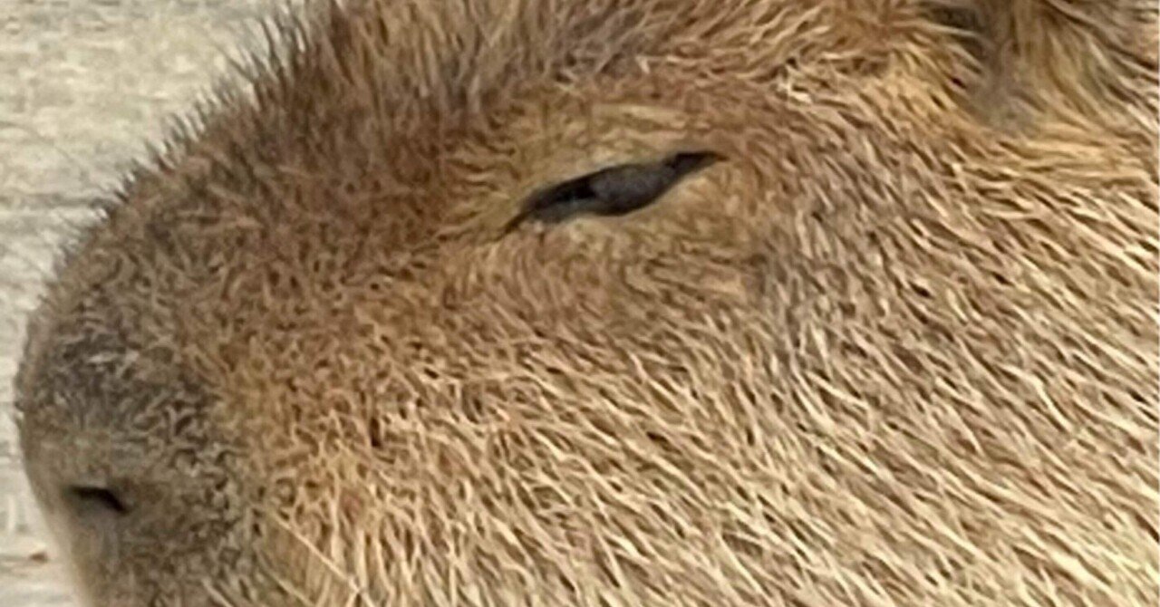 CAPYBARA｜EGGSEED