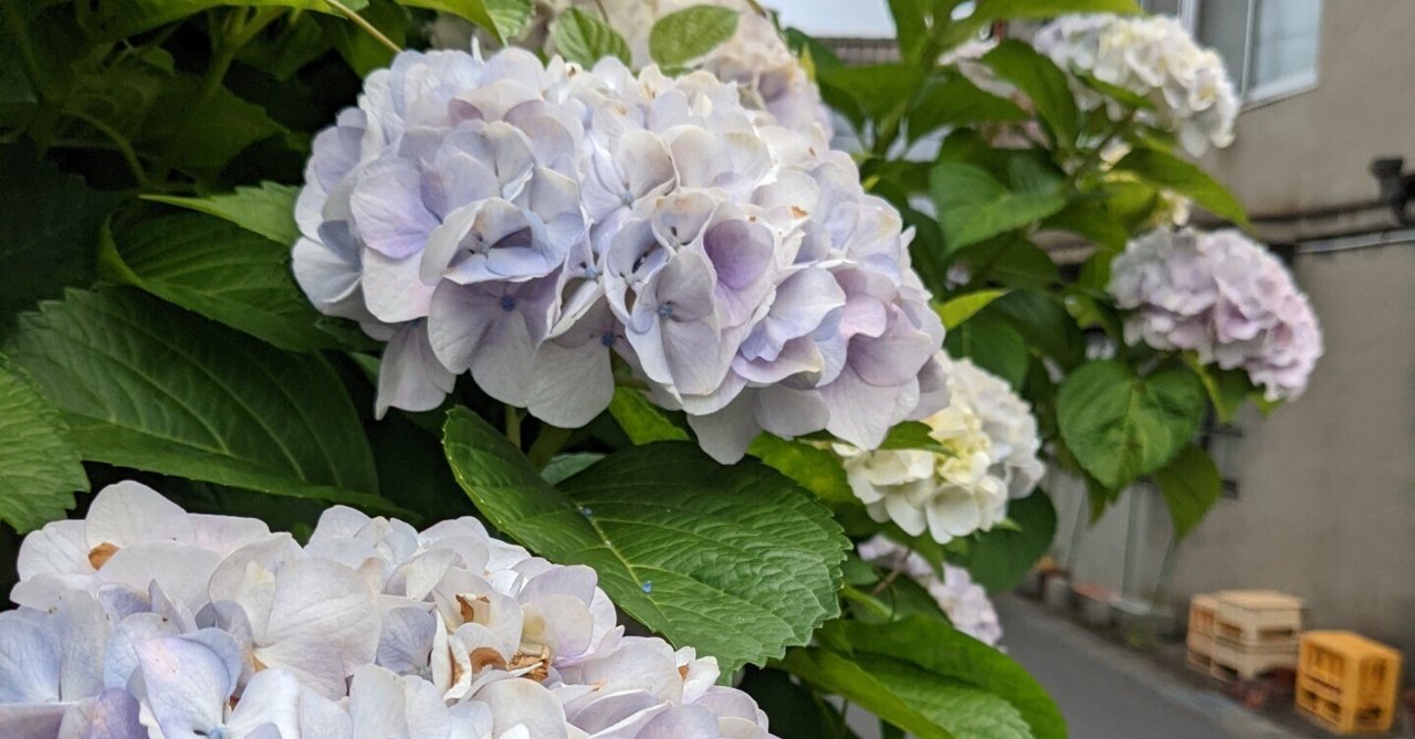 アジサイ見頃｜ATL -hikari-