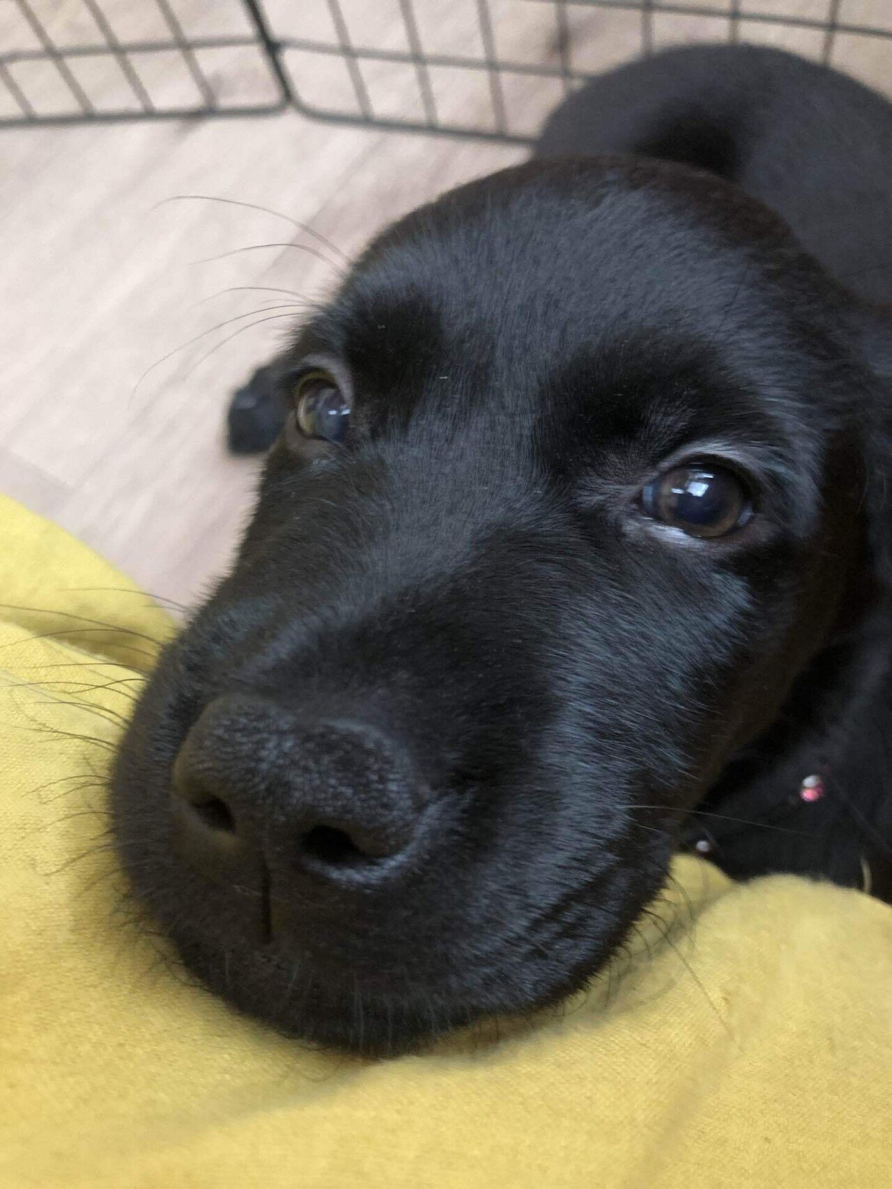 5日目のパピー｜ユメカ（Yumeka.yy）