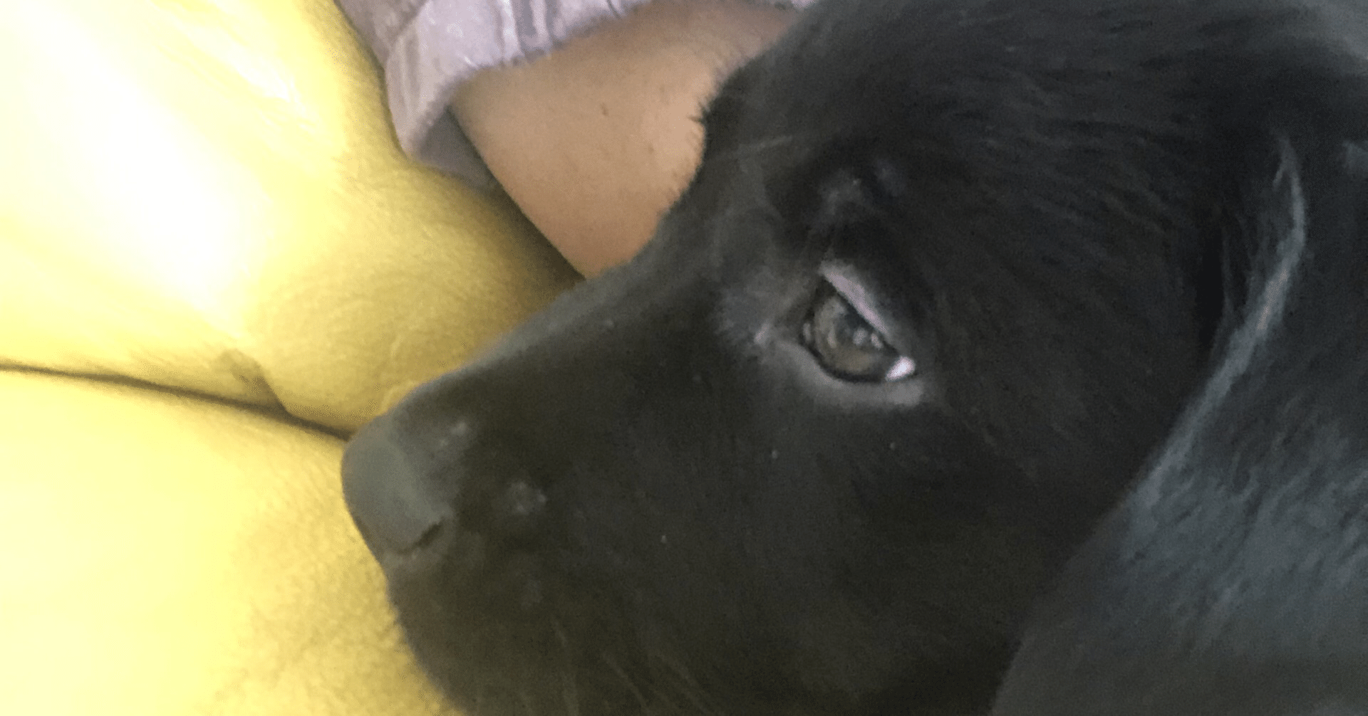 パピーウォーカー｜ユメカ（Yumeka.yy）｜note