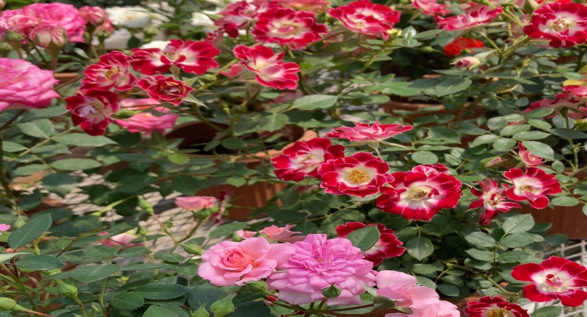 Namiki Yamada@元中学校教師｜note