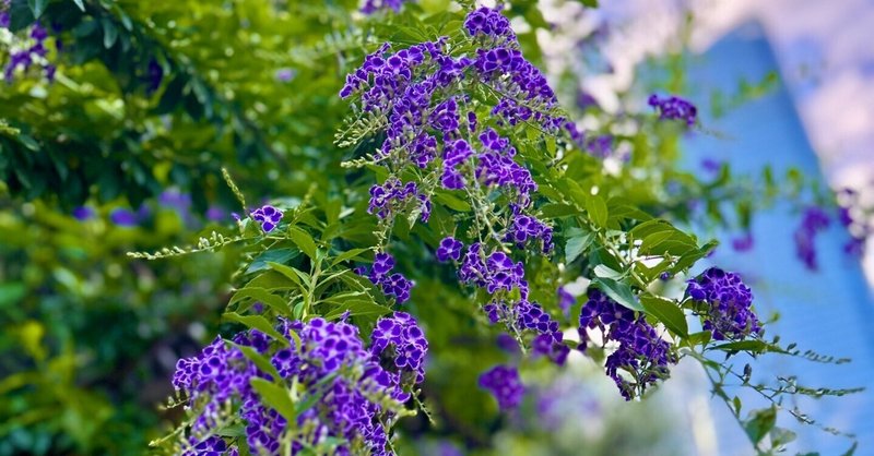 ayano_leizen 冷泉文野｜note