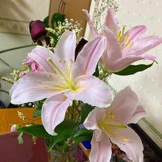 ツインレイ・メッセンジャーLILY｜note