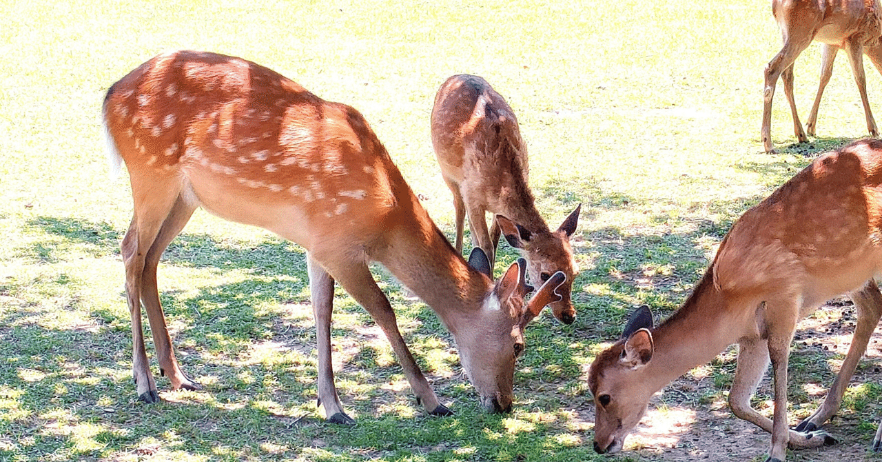 奈良県の観光と食事、レジャーについてChatGPTに聞いてみた件｜Kosuke Maruta