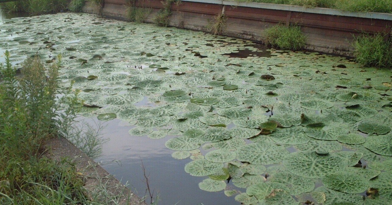 トゲだらけ オニバス｜Tetsuya Maeda