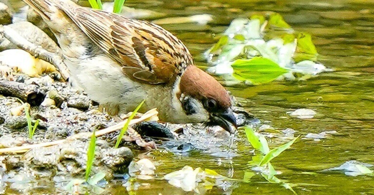 【野鳥】6月24日探鳥｜Chacoder