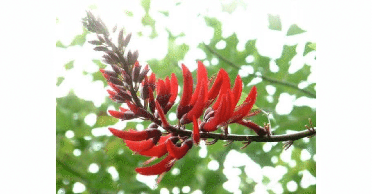 koichi_kodama｜note