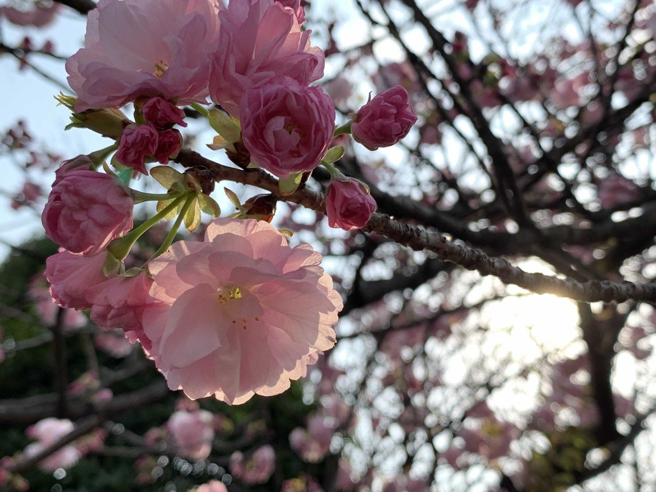 もたれ来るものが 悶え狂う音を 待つ 老いるをも 焦げる 陽の色 #自由律 #短歌｜松尾友雪〈Yusetsu Matsuo〉｜note