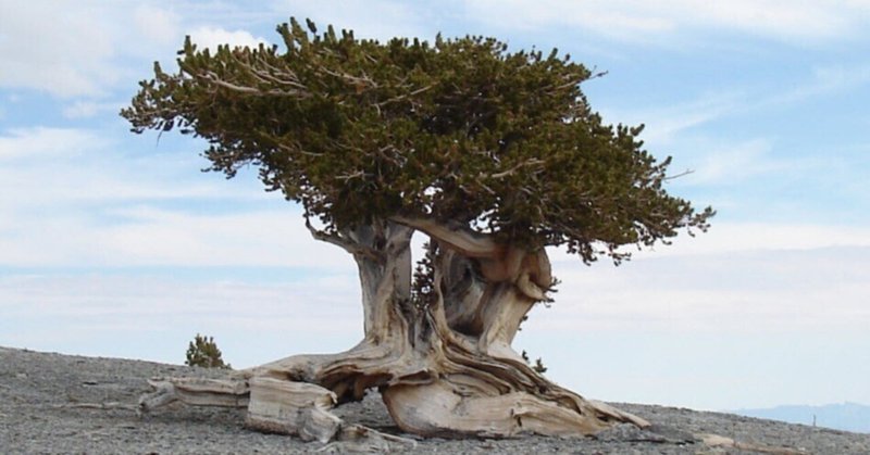 4700年｜KOTARO ANZAI