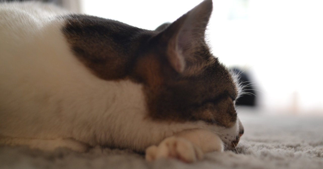 わたしについて｜chie_cat_life｜猫と暮らすと家は片付く