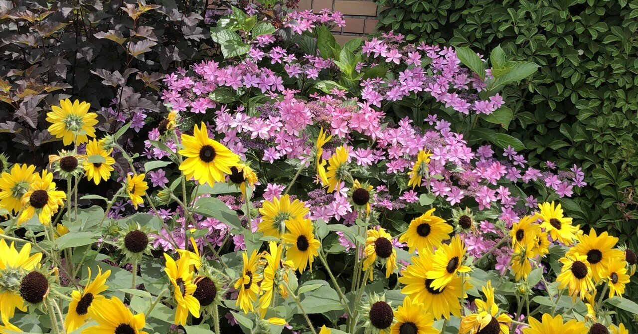 社会化のためのお出かけ｜ユメカ（Yumeka.yy）