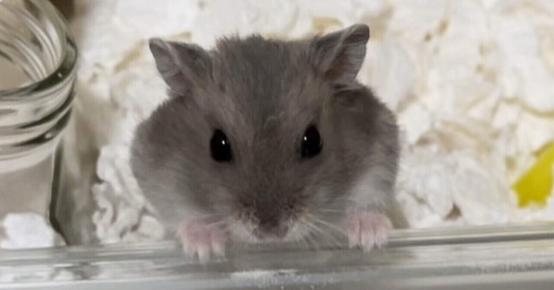 ジャンガリアンハムスターの体重50g問題｜ゆん