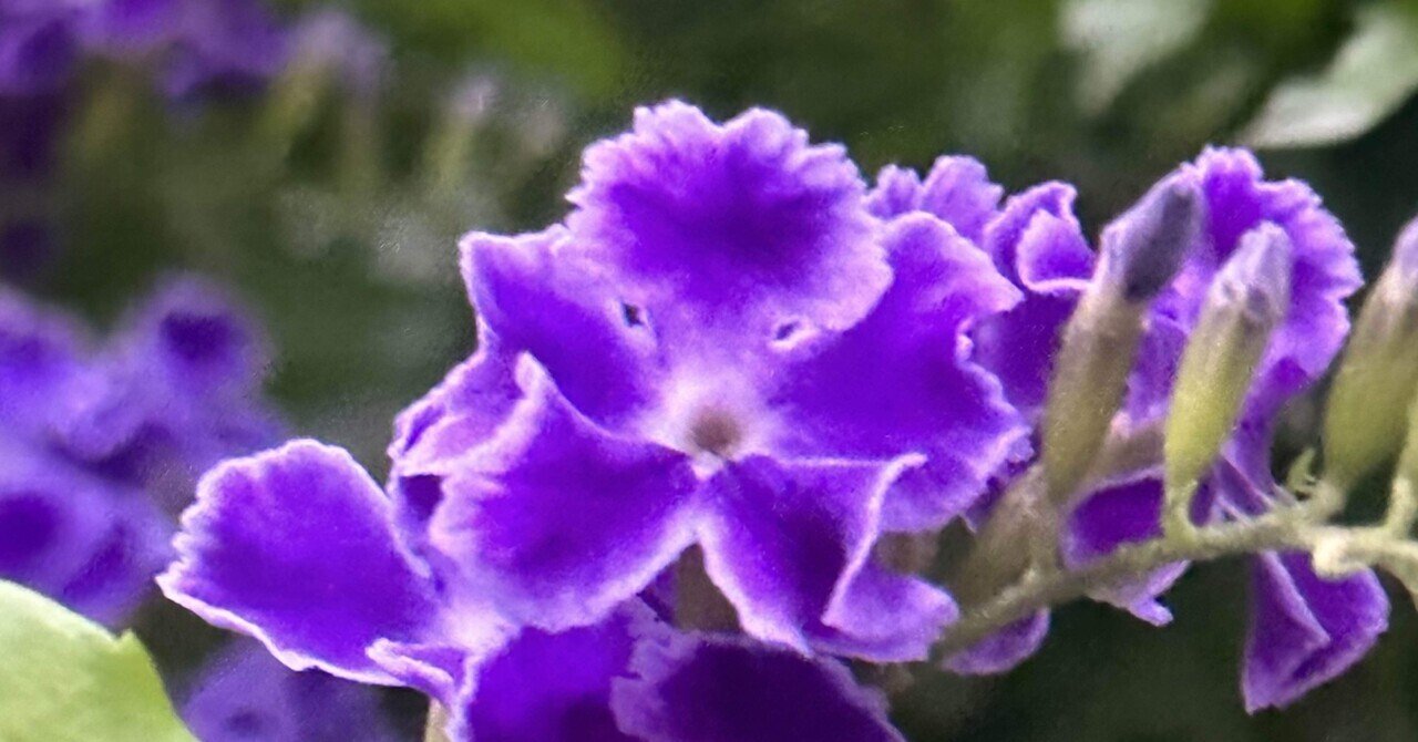 DURANTA TAKARAZUKA｜EGGSEED