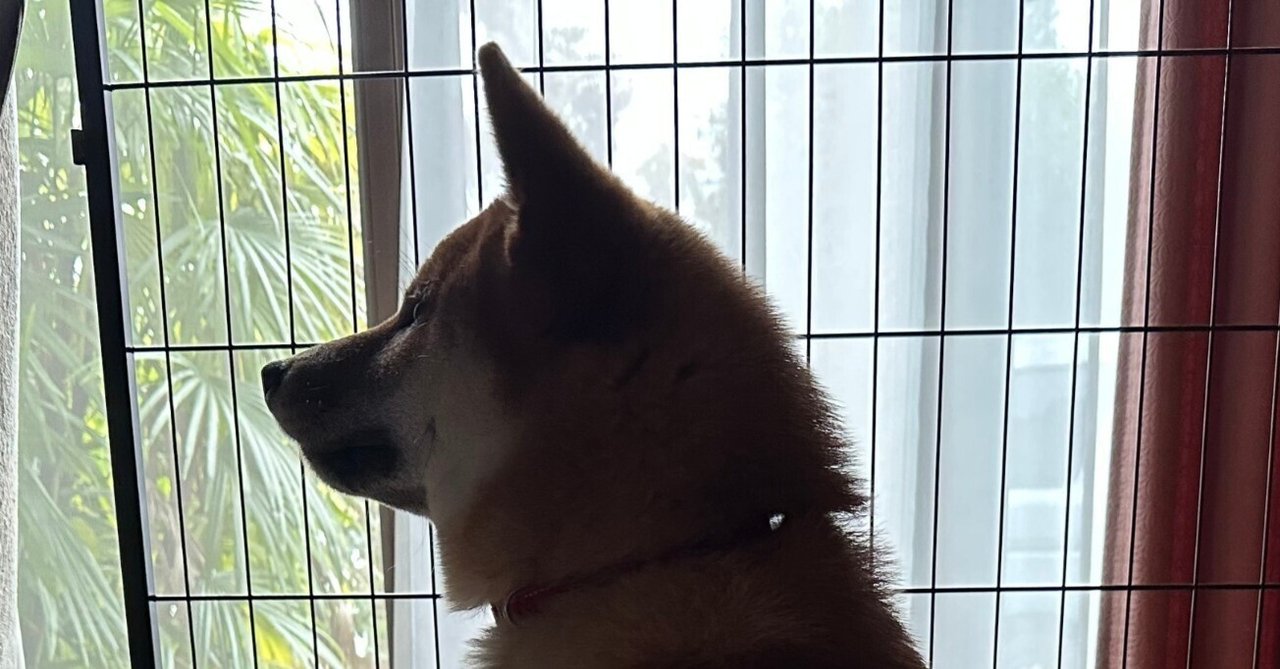 Piccoli Pensieri - ピッコリ・ペンシエリ｜NicePapa 平野 尚志