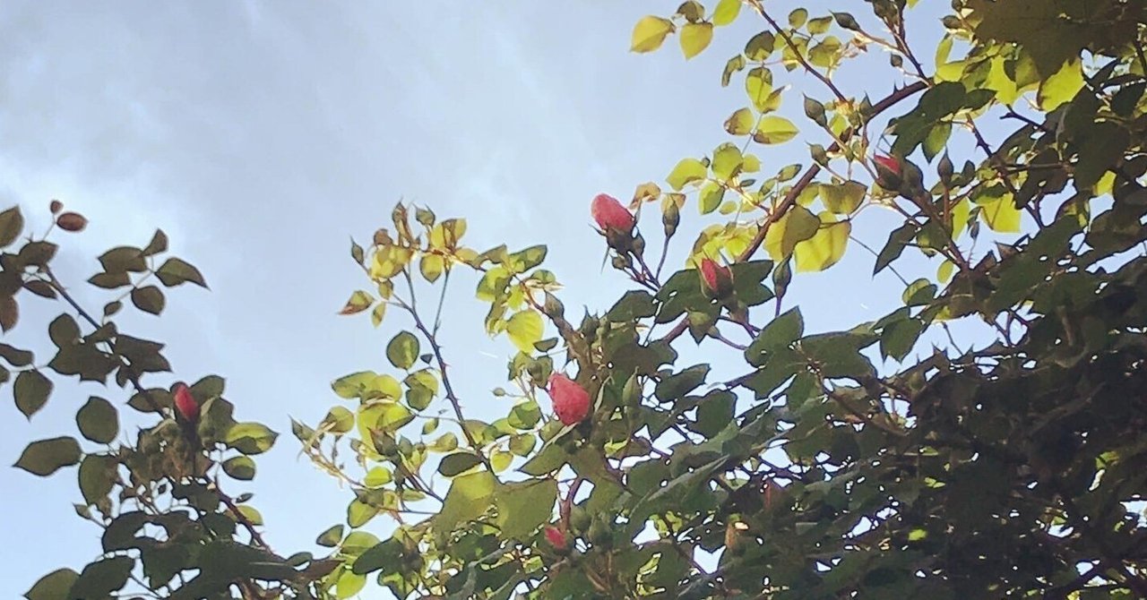 【句作_02】こいしらず｜Mk_Hayashi