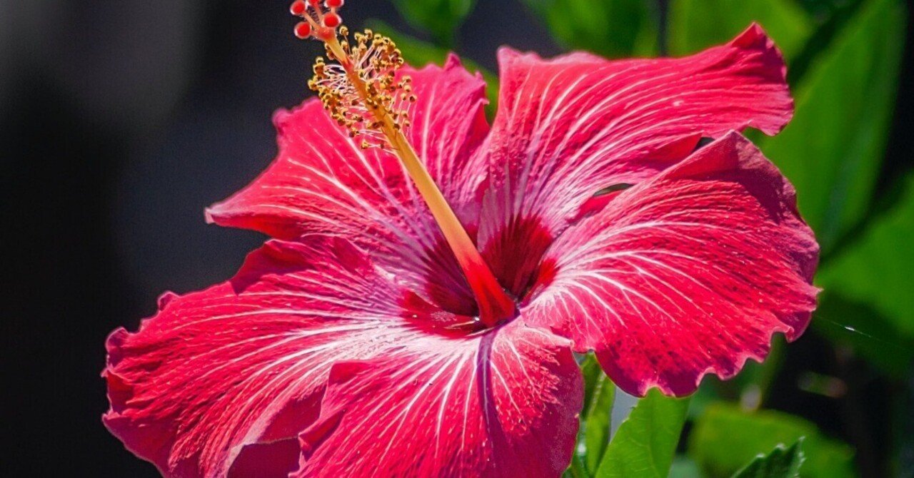 16. Seji (2023 Mix version)｜Shinsuke Ohashi / 大橋信介 / シンスケサイザー/ DJ Shinsuke