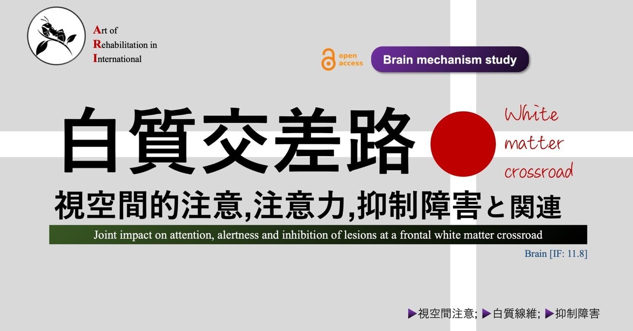 白質交差路。視空間的注意注意力抑制障害と関連|super Human 理学療法士/保健学博士 Phd