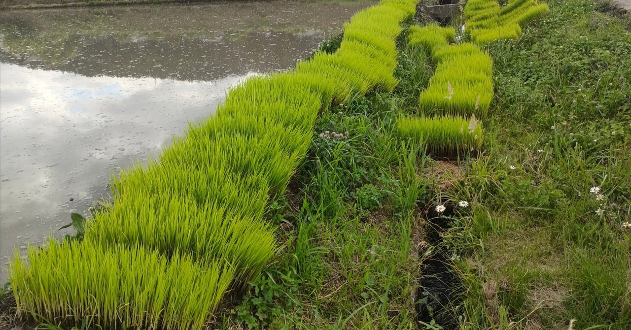 仕上げ代掻き｜shanthi-usui