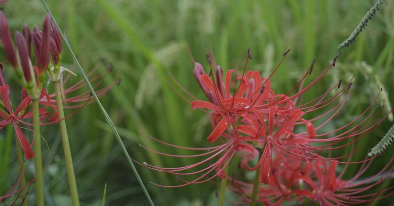 Daichi Okamoto｜note